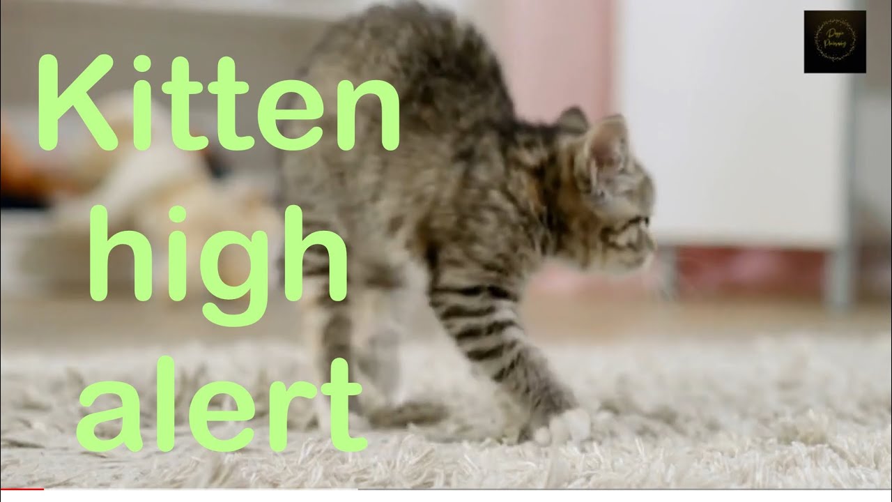 Alert! Alert, Kitten on high alert! - YouTube