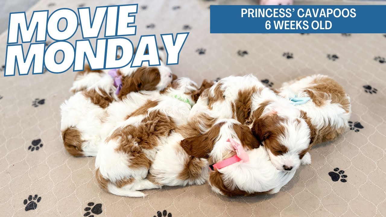 Princess Cavapoos 6 weeks - YouTube
