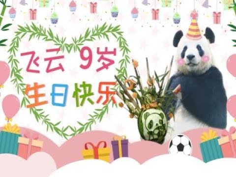 Panda Fei Yun-happy 9th birthday!After todayTurned a young one into a ...