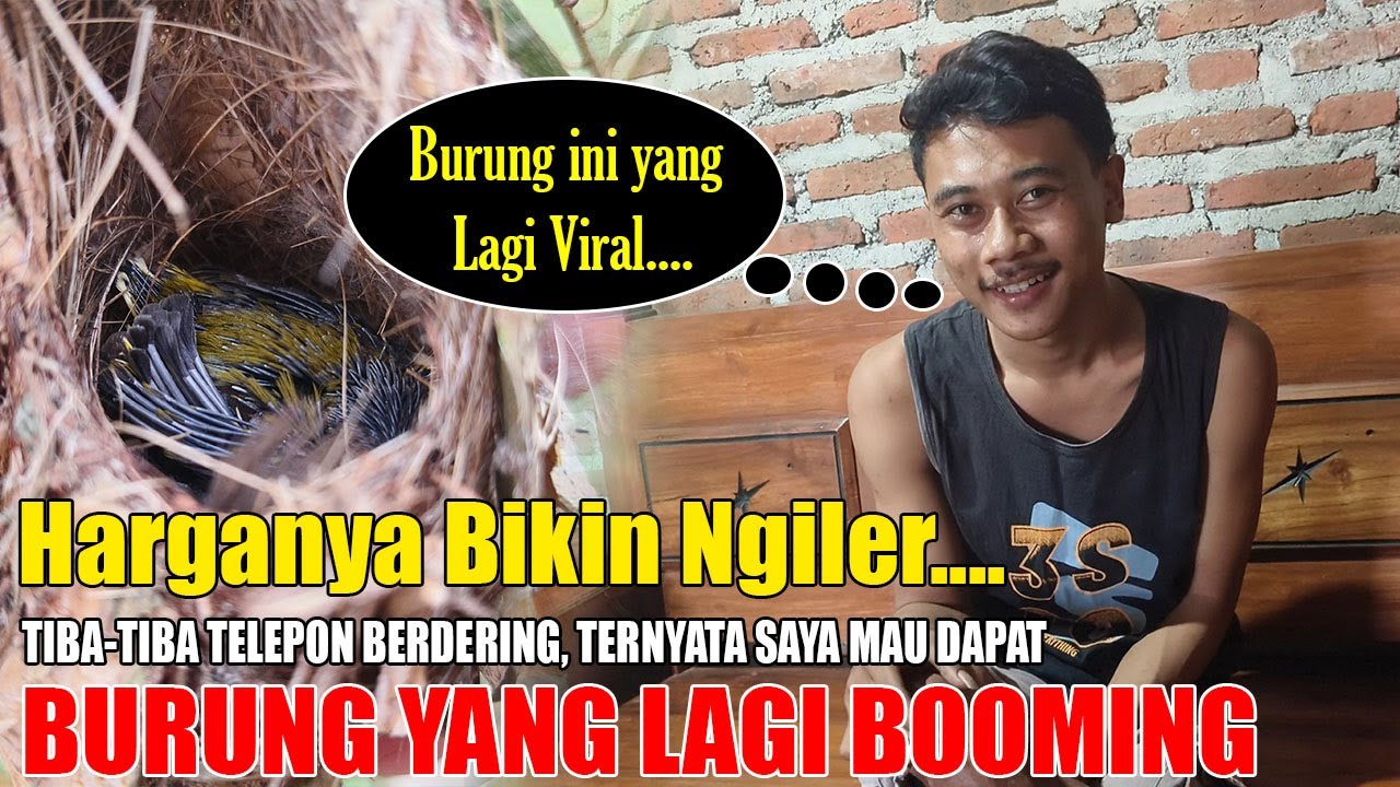 HARGA BURUNG DARI PETANI INI, BIKIN SEMUA ORANG MELONGO - YouTube