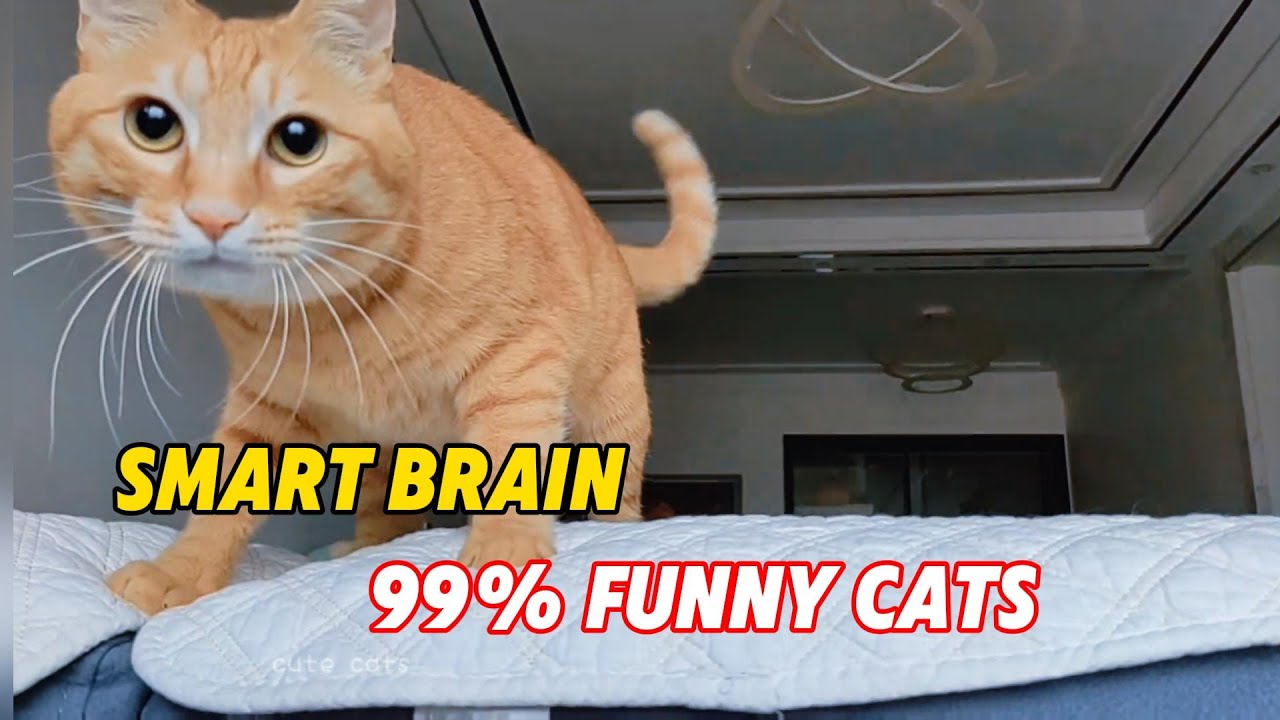 smart brain, 99% funny cat videos - YouTube