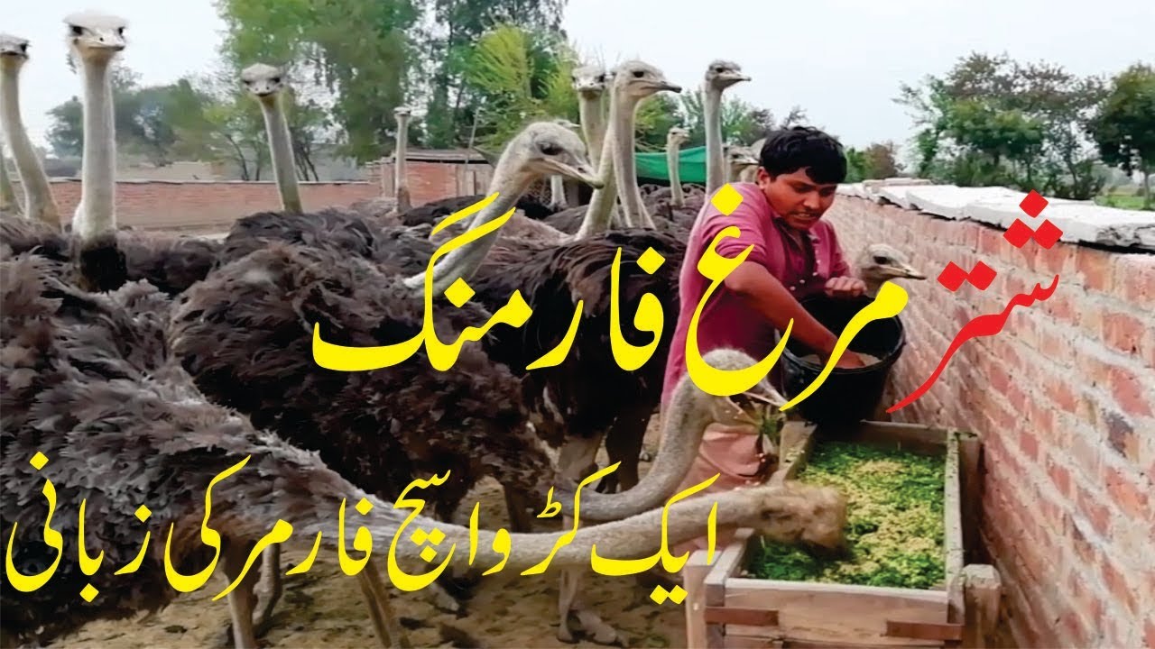 OSTRICH FARMING|SHUTAR MURGH FARMING IN PAKISTAN|COMPLETE INTERVIEO OF ...