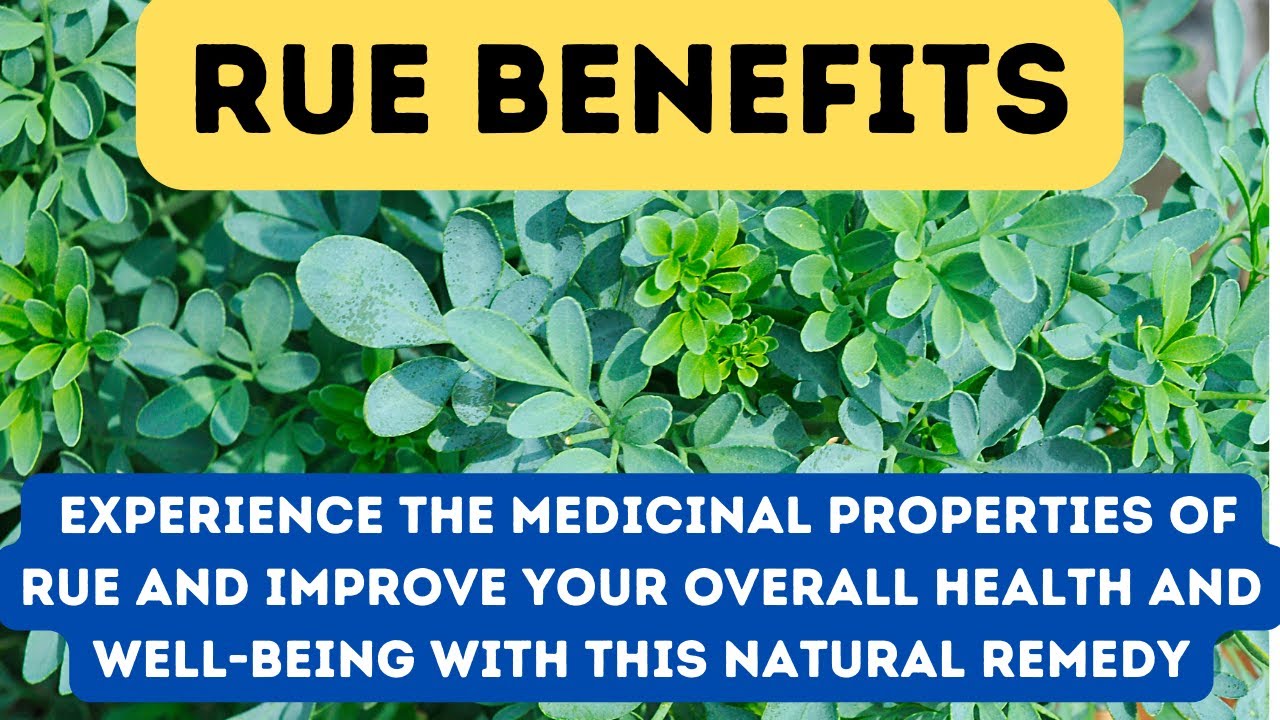 RUE BENEFITS - Reduce Stress and Anxiety with Rue's Calming Effects ...