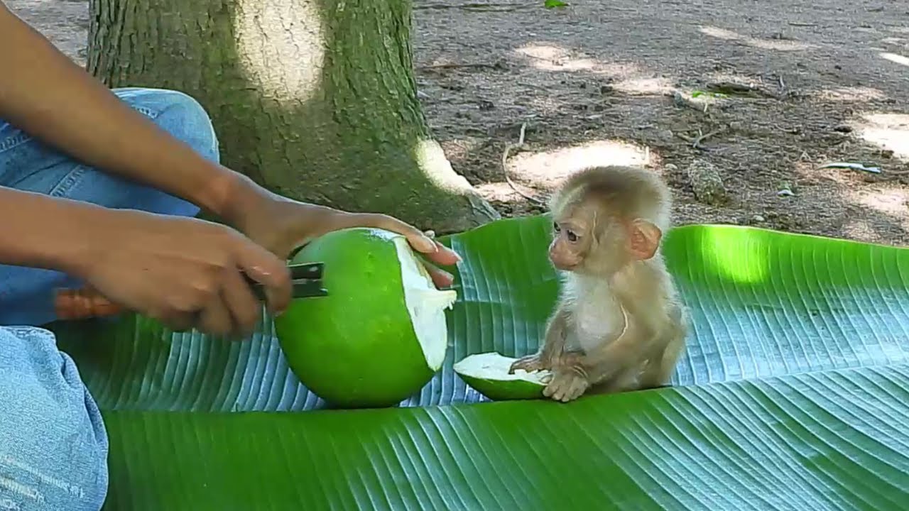So cute, the little bongo monkey sits and waits for his brother to peel ...