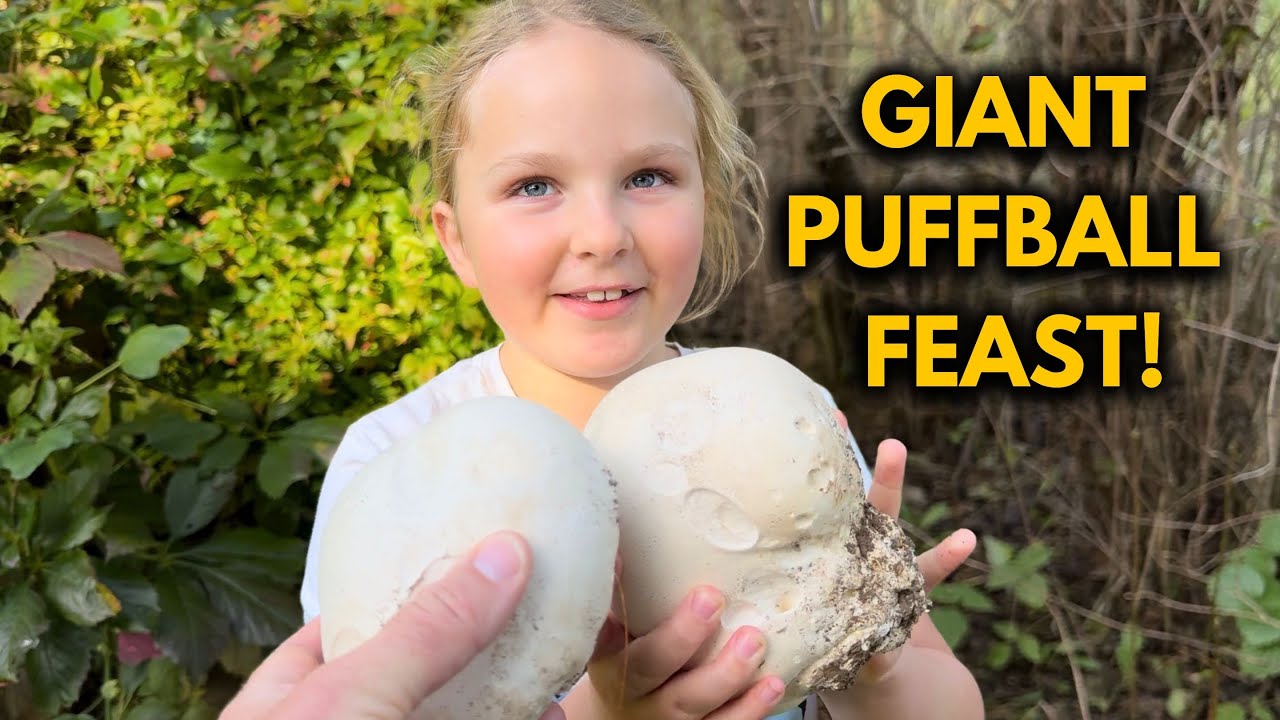 How We Harvest and Eat Giant Puffball Mushrooms at Our Cabin in the ...
