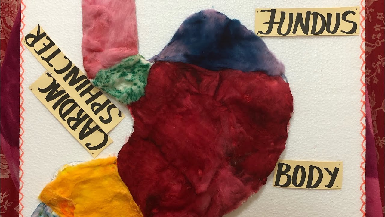 The stomach/ model of stomach/ Anatomy of stomach/ stomach project ...