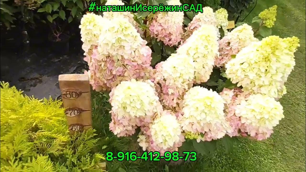 🔥БОНФАЙЕР🔥 Гортензия Метельчатая 😉Новый КОНКУРЕНТ 🌺Самарской Лидии🌺 ...