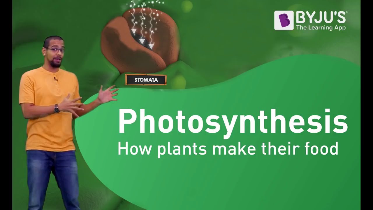photosynthesis how plant make food animation class 6 science - YouTube