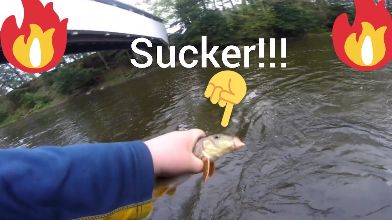I caught a sucker while trout fishing!!! - YouTube