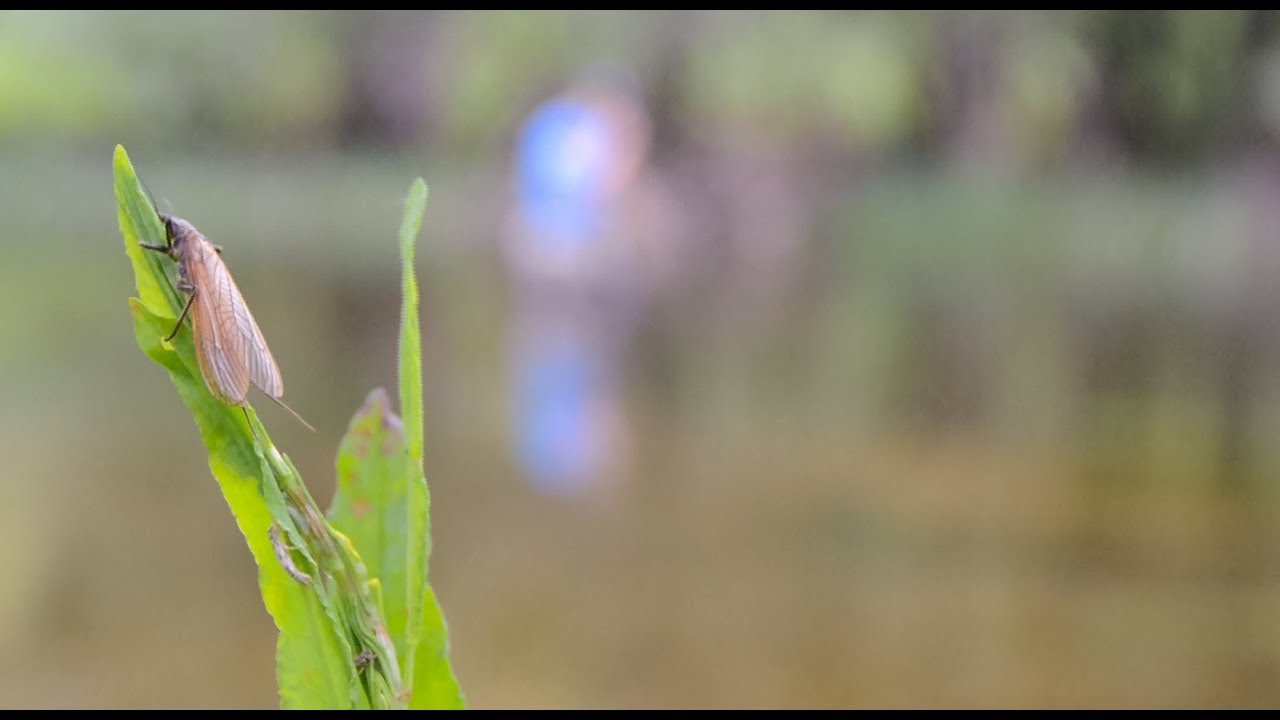 Fly fisherman's paradise in Bosnia on river Ribnik - YouTube