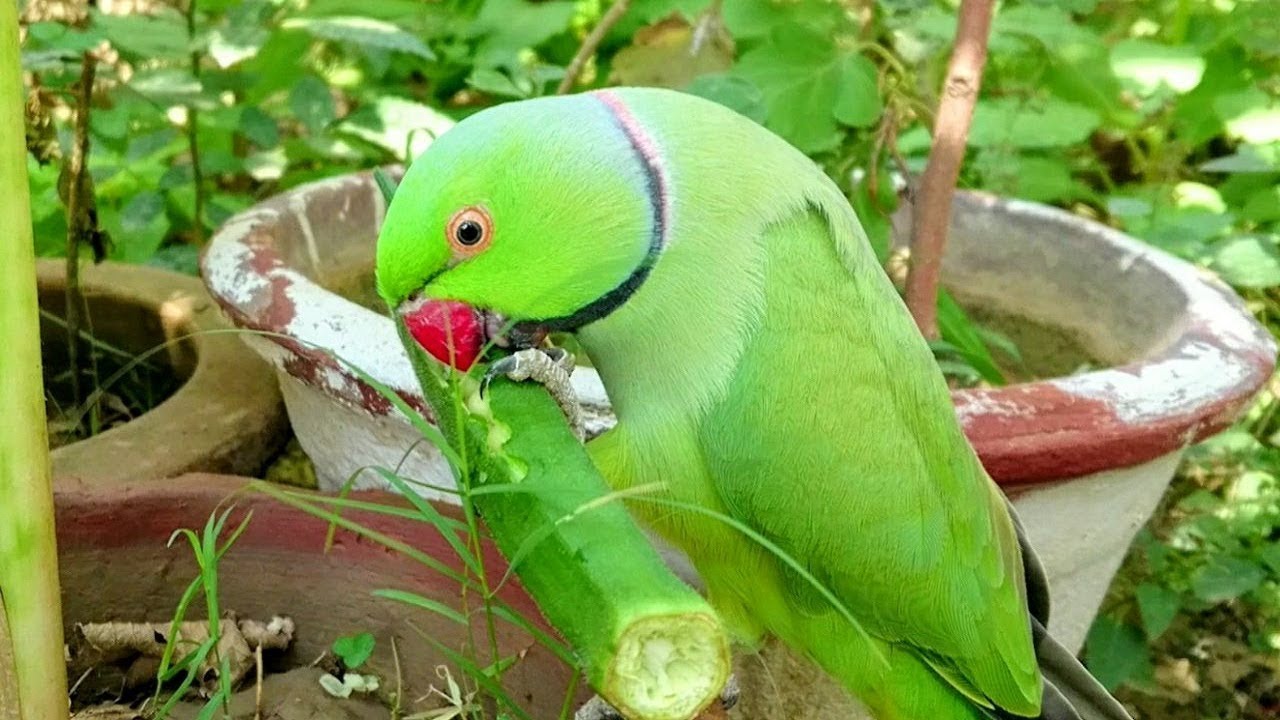 Indian Ringneck Parrot Eating Lady Finger Hd Youtube