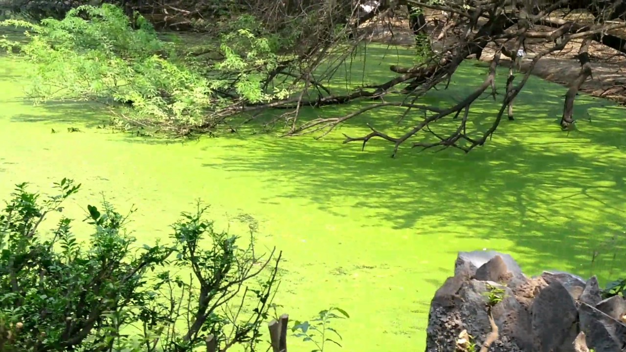 Mossy water in Delhi Zoo - YouTube