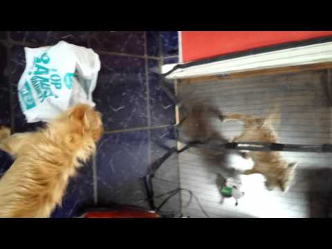 Dogs attacking shopping bags
