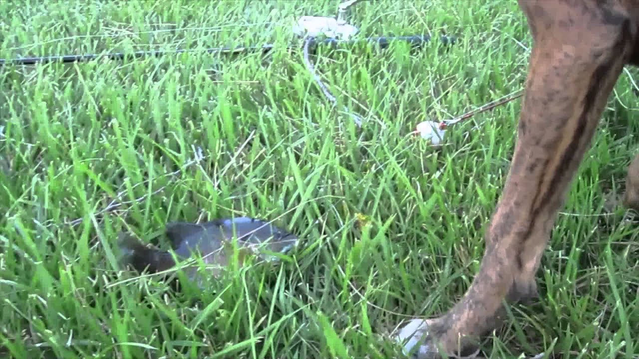 Brock the Boxer: SPINNING FISH ATTACK!! - YouTube