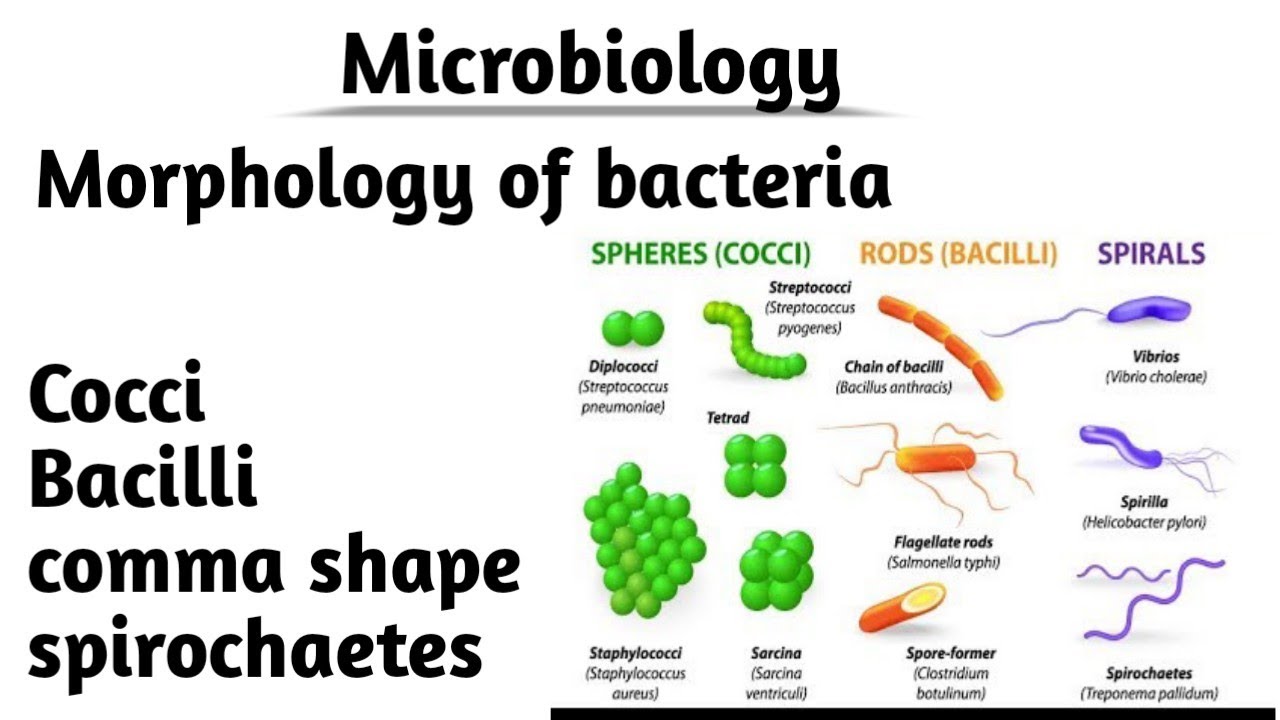 Microbiology #1 Morphology of bacteria ( Morphological classification ...