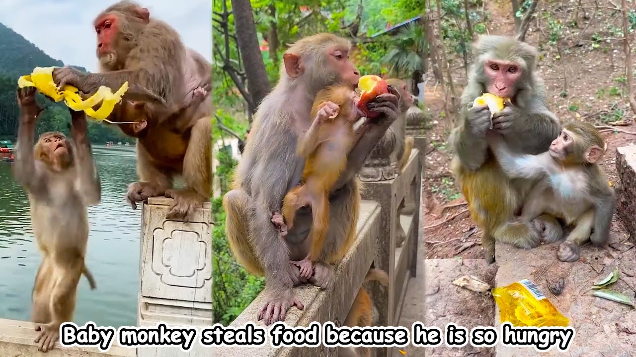 The baby monkey was so hungry that it risked its life to steal food ...