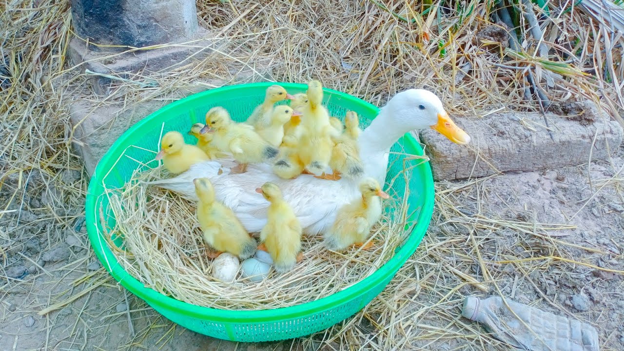 Amazing Pekin 18New Duckling Hatching From Eggs / New Baby Duck after ...