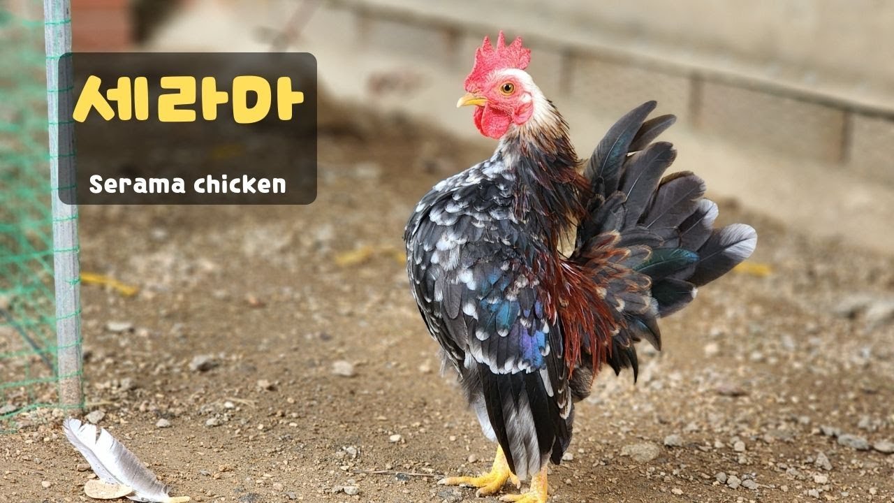 세라마, 실키 세라마, Serama chicken, Silky Serama chicken - YouTube