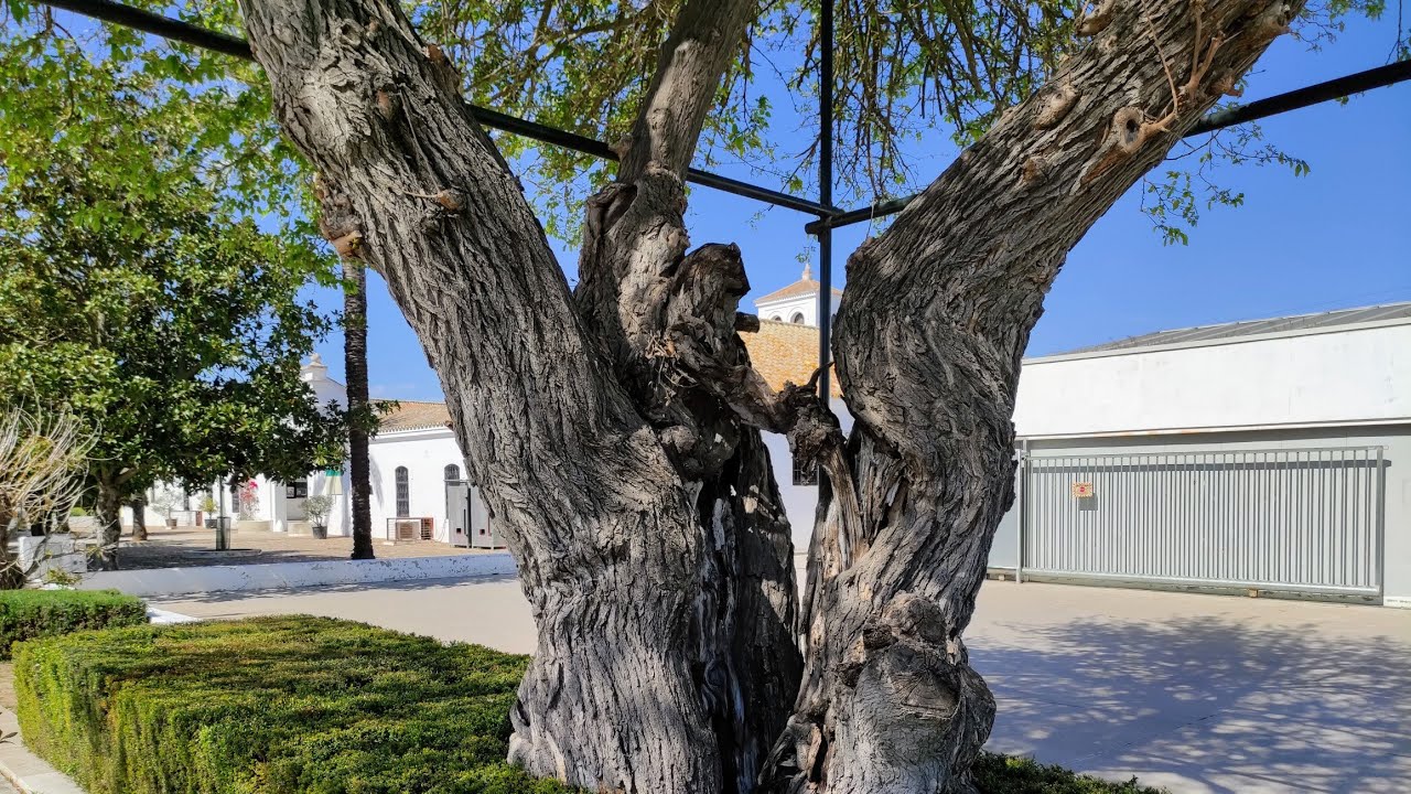 Ancient Mulberry Tree (Morus alba) in Seville /Spain - YouTube