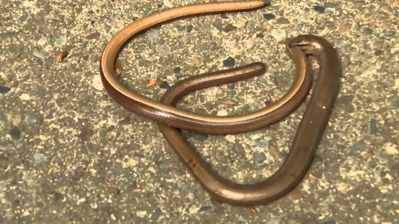 Vroege Vogels - Vechtende hazelwormen - YouTube