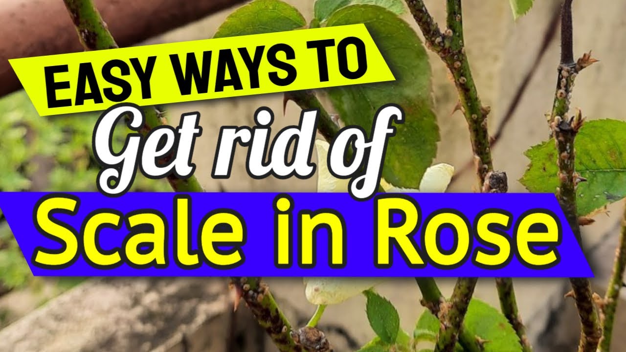 👍Easy ways to remove scale from plants😊Scale👌How to get rid of Scale ...