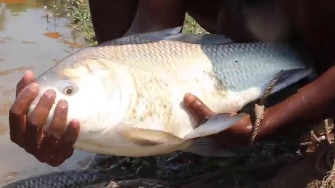 Primitive Fishing Technology: Believe This Fishing? Amazing Fish ...