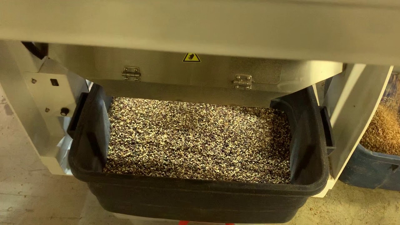 AMVT small sorter on pecan pieces (M1) - YouTube