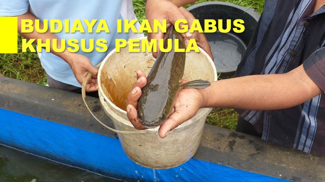 Rahasia Sukses Cara Budidaya Ikan Gabus untuk Pemula - YouTube