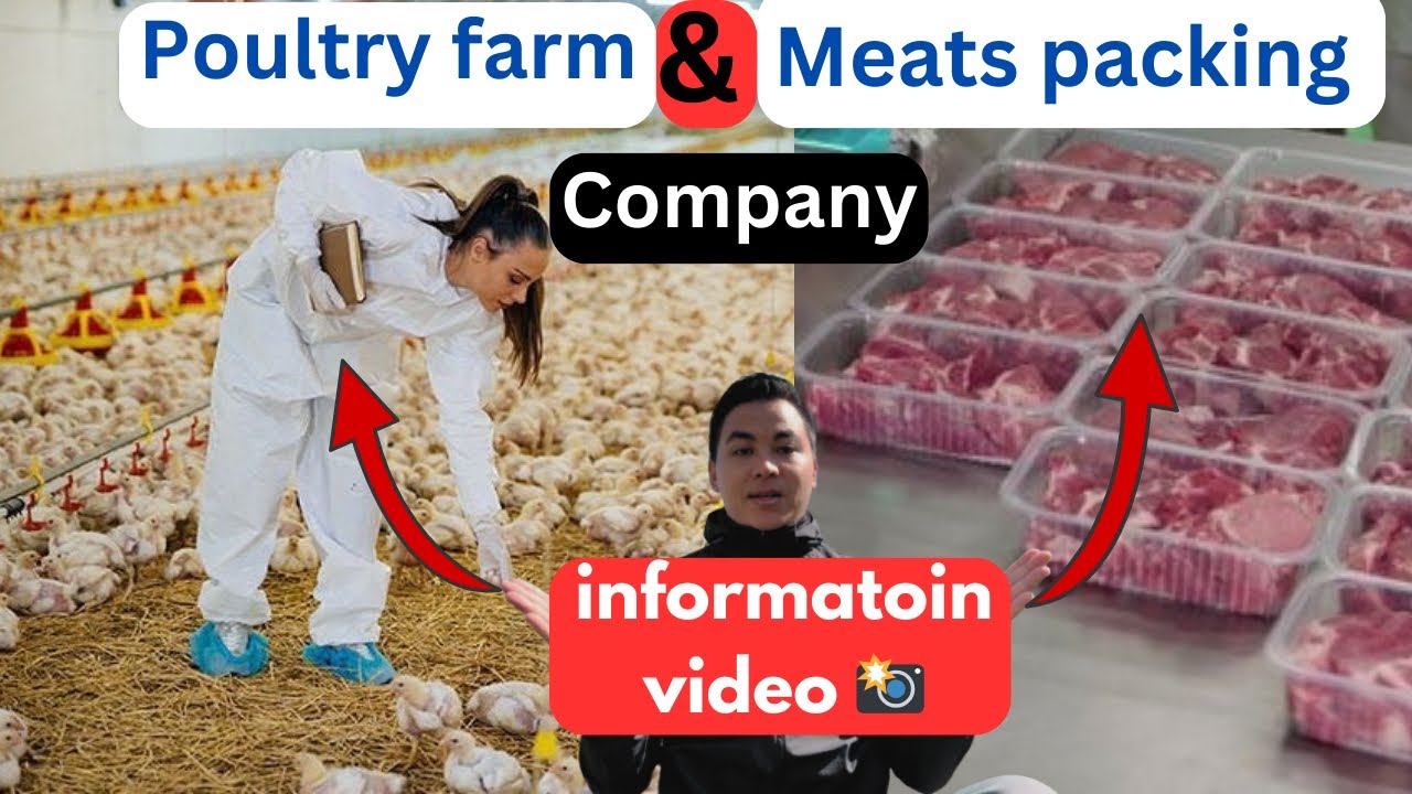 Poultry Farm & Meats Packing Company Bare Choto (information video 📸) @WLlama976 - YouTube