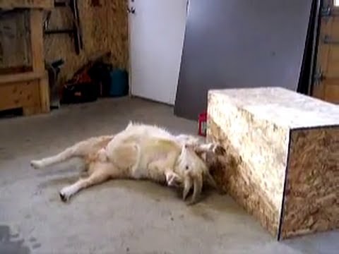 Fat Pygmy Goat has Trouble Getting Up - YouTube