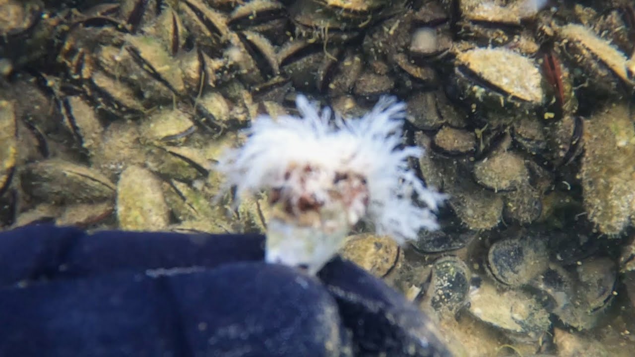 Anemone de mare (Actinii)/ Sea anemones (Actiniidae) - YouTube