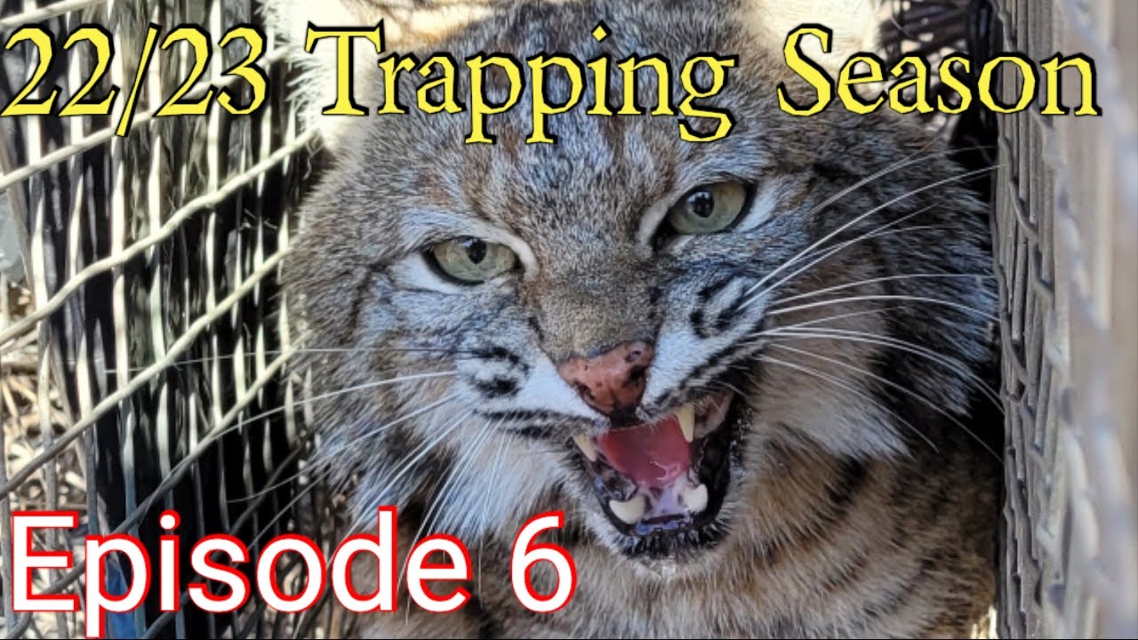 22/23 Trapping Season! Episode 6 - YouTube