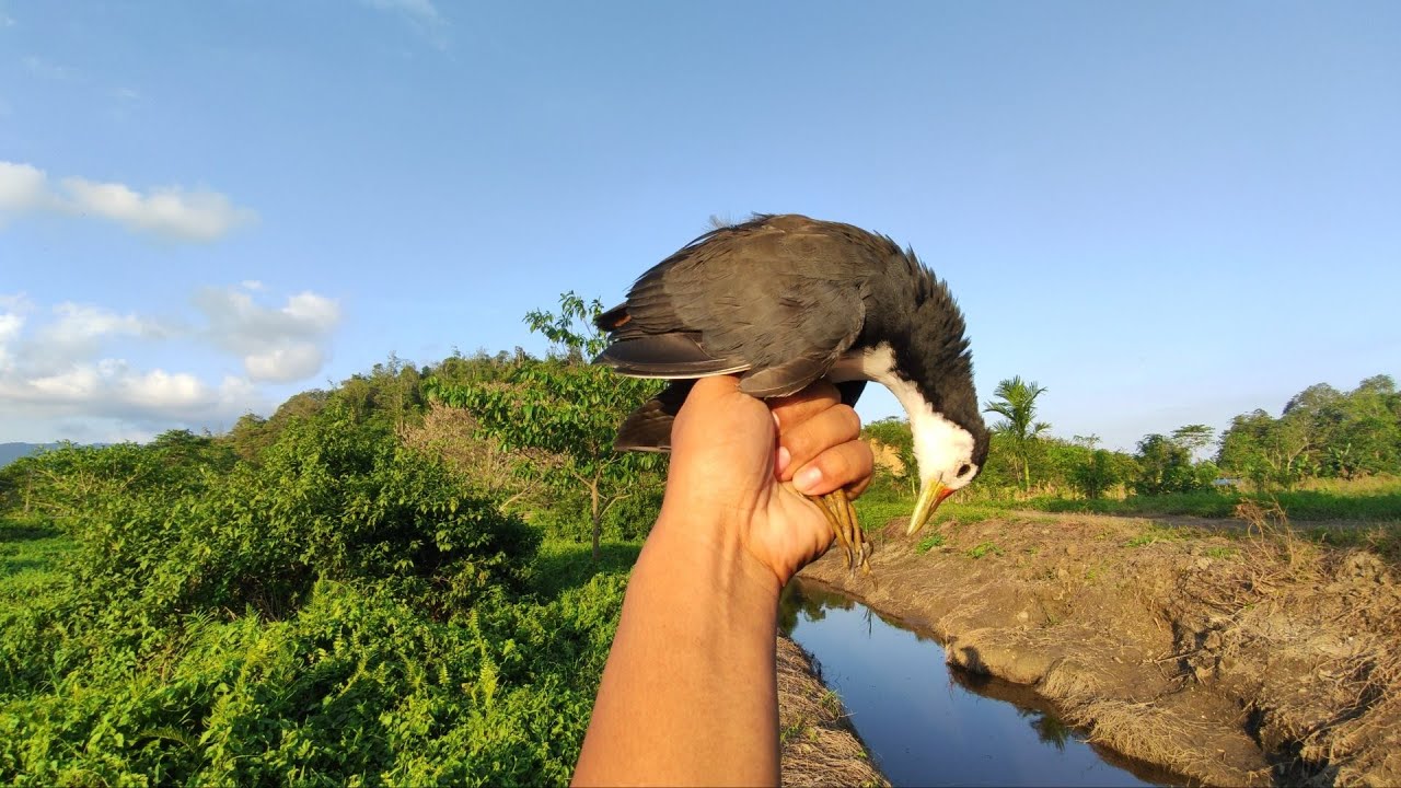 NGERAMBO BURUNG RUAK"DAN SINTAR DI PINGIRAN SAWAH DAN KEBUN SAWIT - YouTube