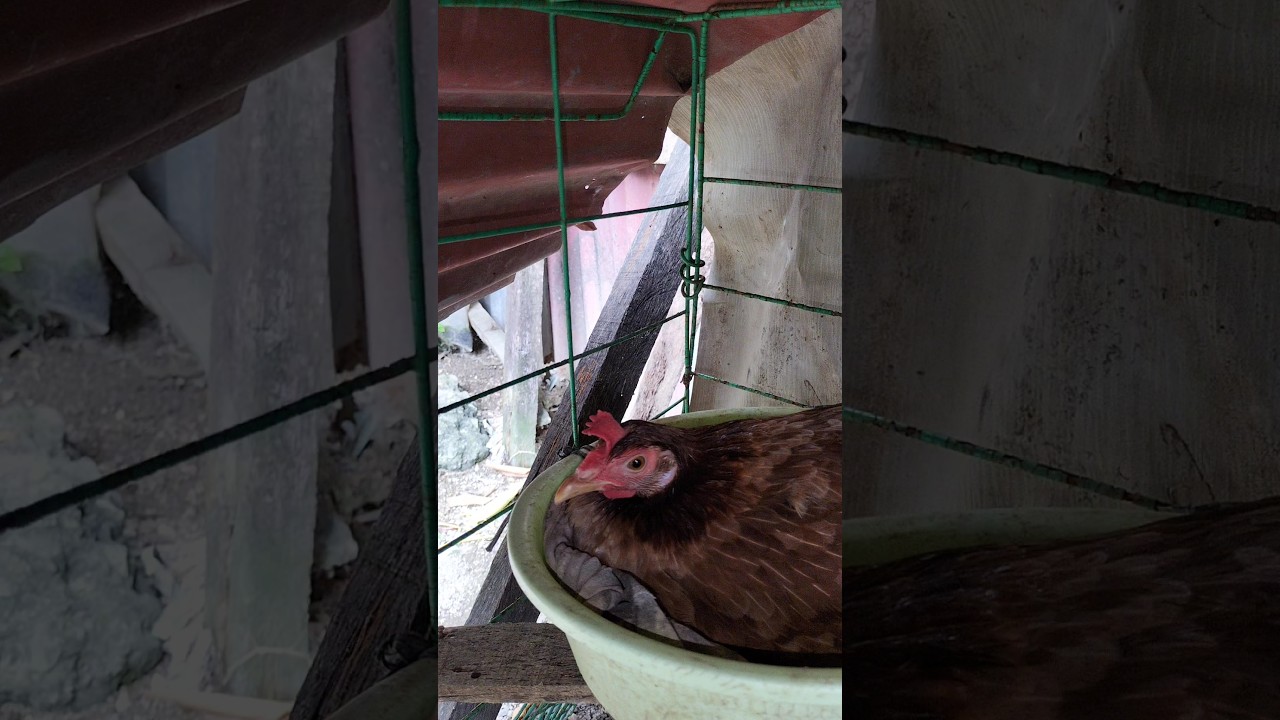 boston roundhead hen - YouTube