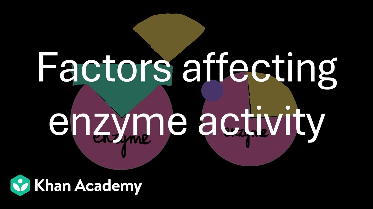 Factors affecting enzyme activity | Biomolecules | Grade 11 | Biology | Khan Academy - YouTube