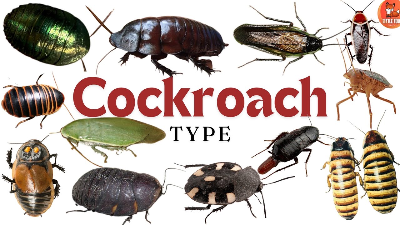 Top 30 Cockroach Species Names in English for kids #kidslearning # ...