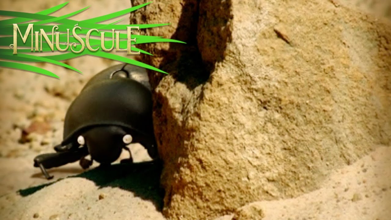 Minuscule - Bouse de la/The Dung Beetle Battle (Season 1) - YouTube