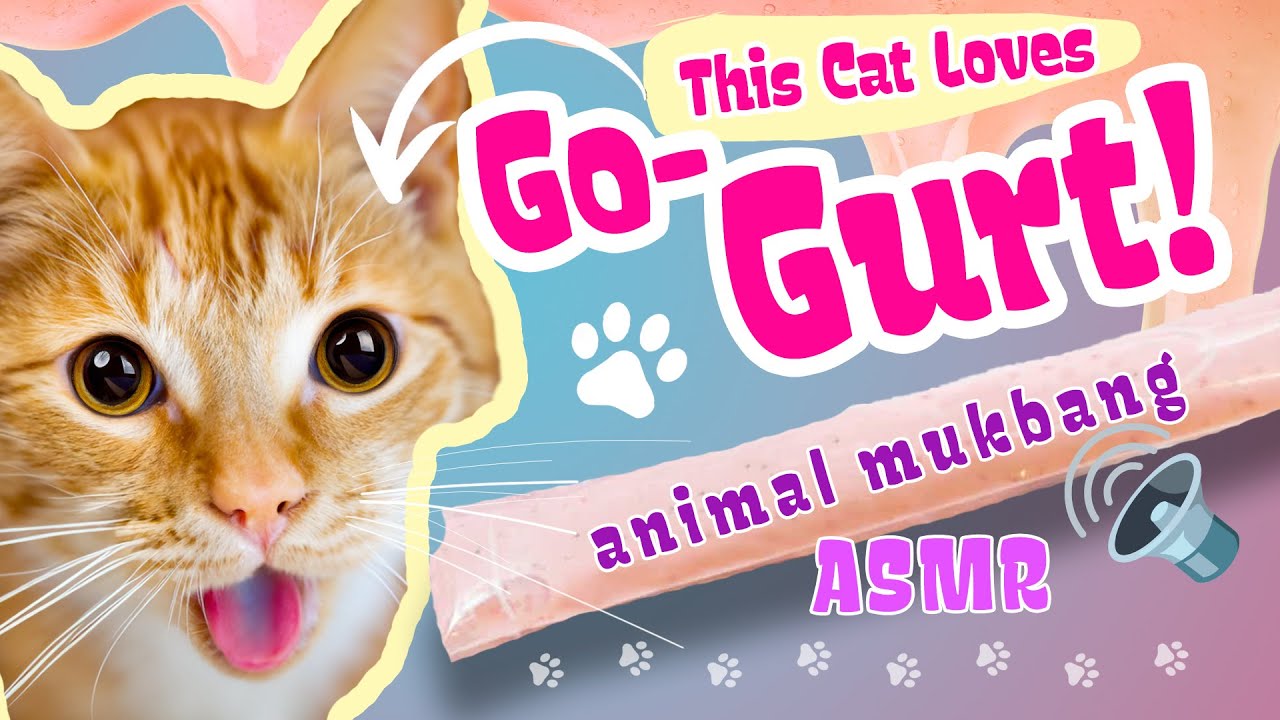 Cat Loves Gogurt 🐱 ☀️ Animal ASMR MUKBANG 4K 🔊 - YouTube