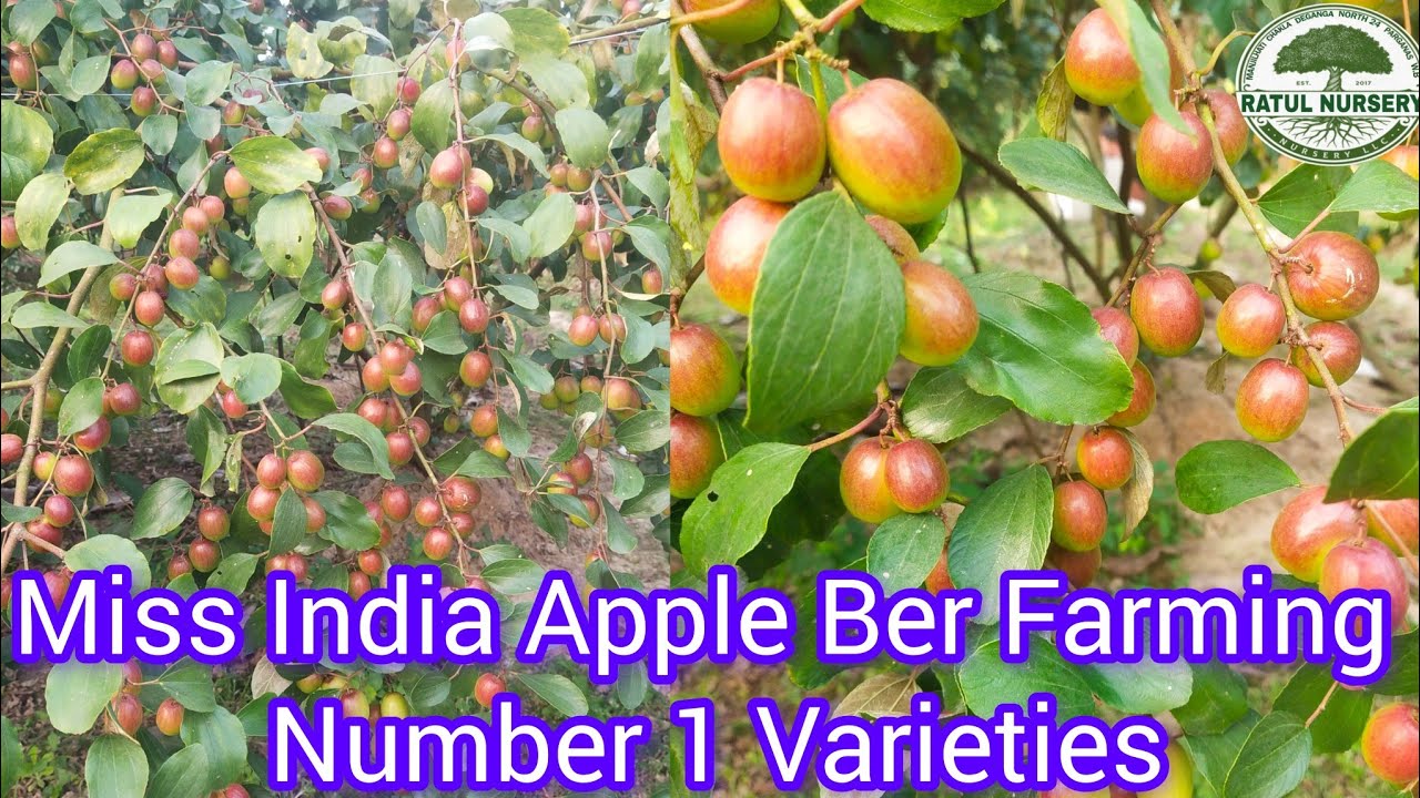 Miss india apple ber farming in india most popular varieties | Contact ...