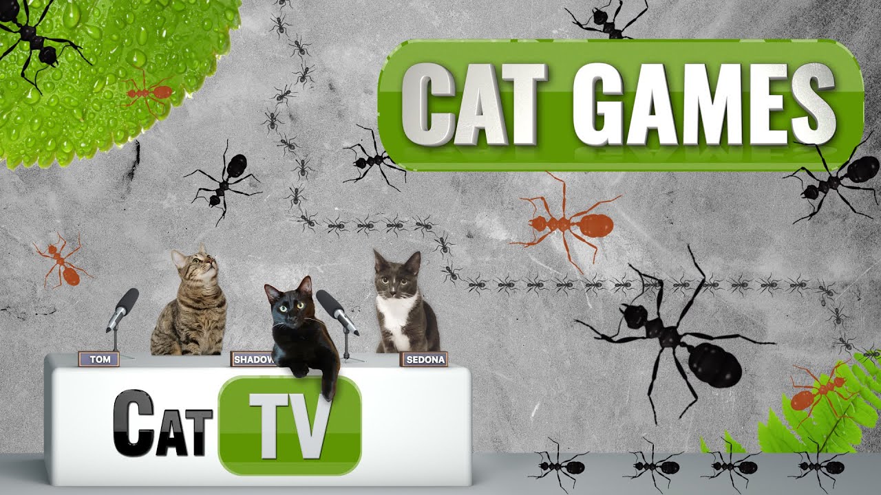 CAT Games | Ants On Parade | Cat TV 4K | Bug Videos For Cats to Watch ...