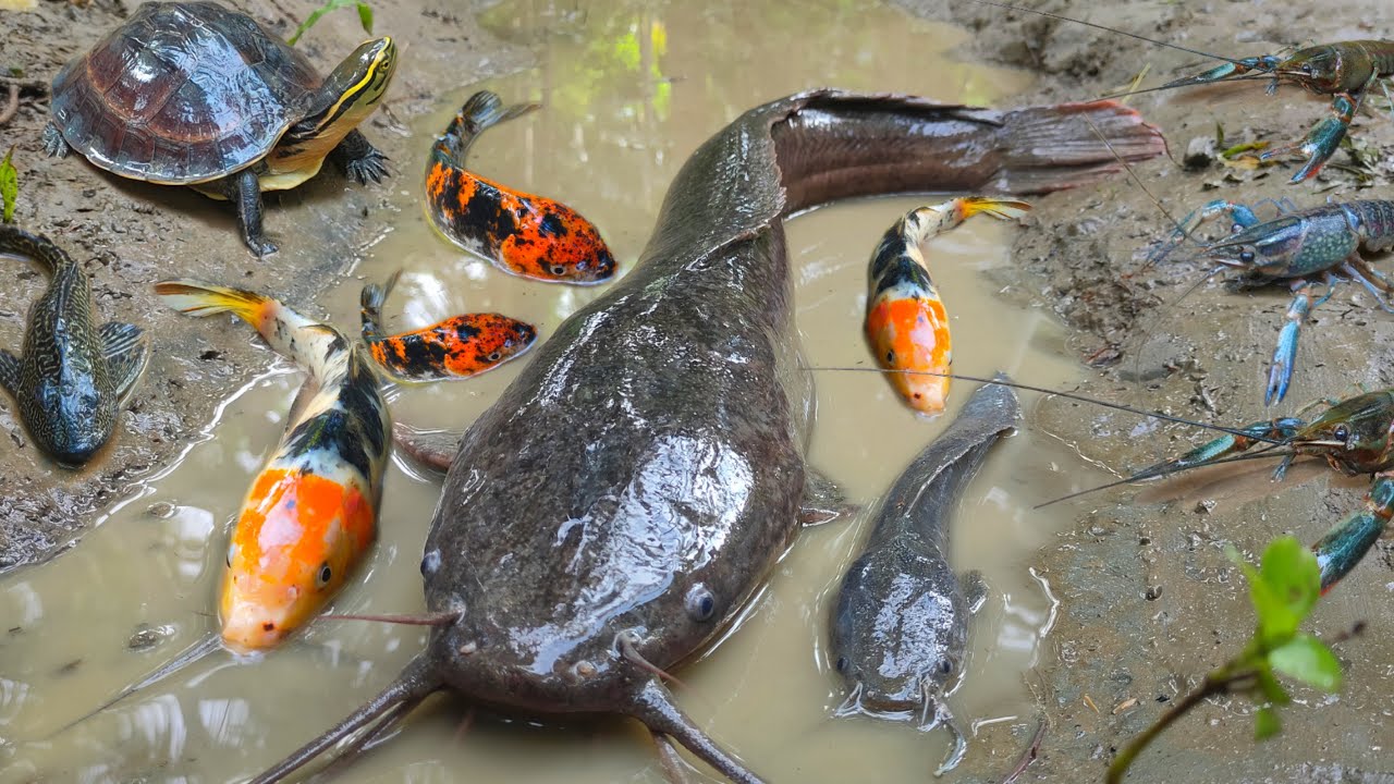 Wow!! Menangkap ikan lele dalam kolam, ikan hias, ikan koi, ikan mas ...