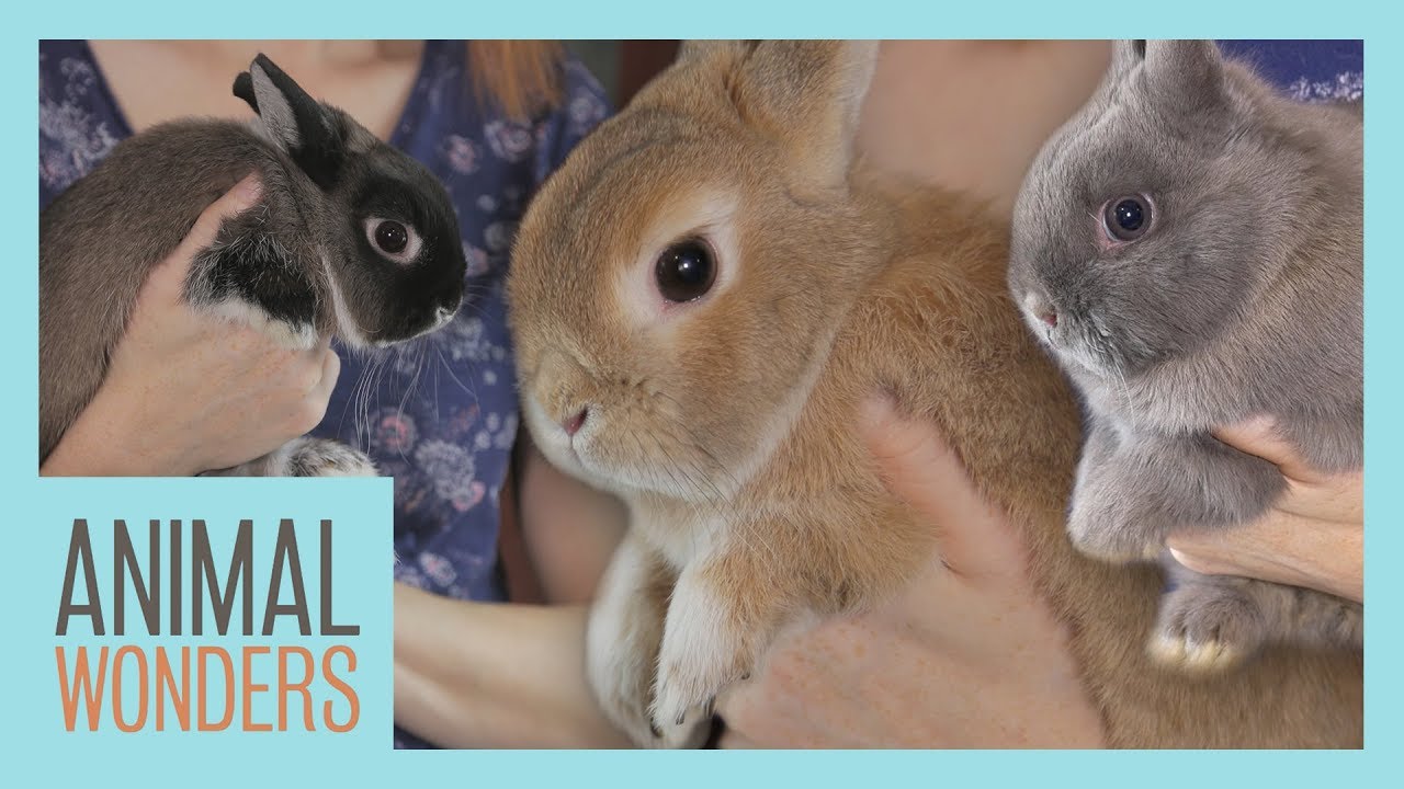 Rabbits, Rabbits, & More Rabbits! - YouTube
