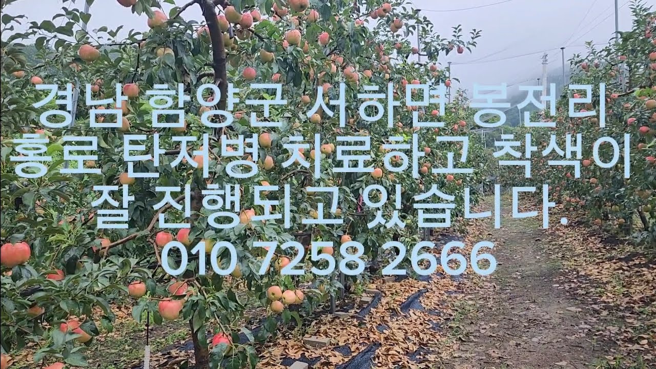 230830수 경남함양서하봉전 홍로1000평중700평250주생육상황 홍로탄저병치료 착색이잘진행되고있습니다 농합디펜스