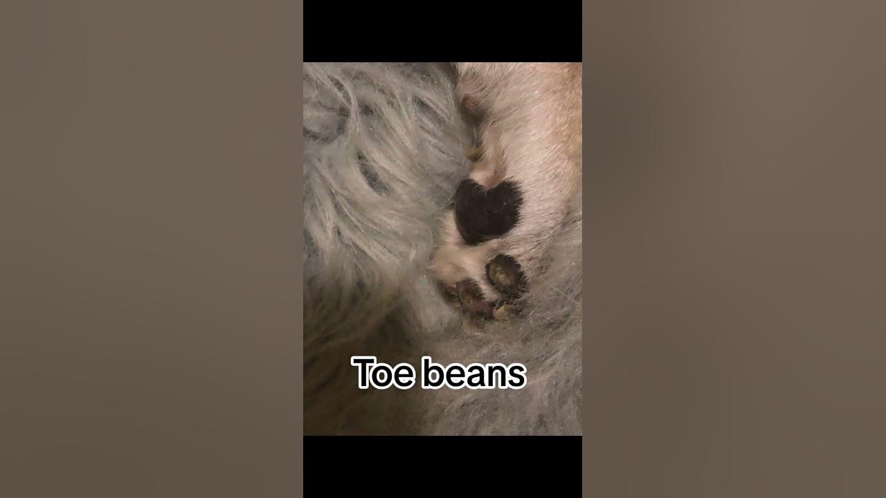 Bark of the day episode Three| New dog animal video | if this doesn’t ...