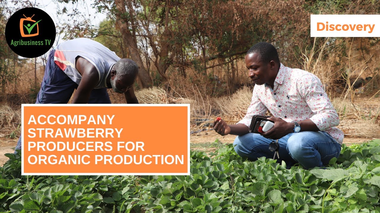 Discovery: Accompany strawberry producers for organic production - YouTube