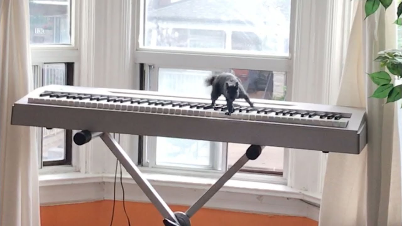 INSANE SQUIRREL BREAKS IN AND PLAYS PIANO - YouTube