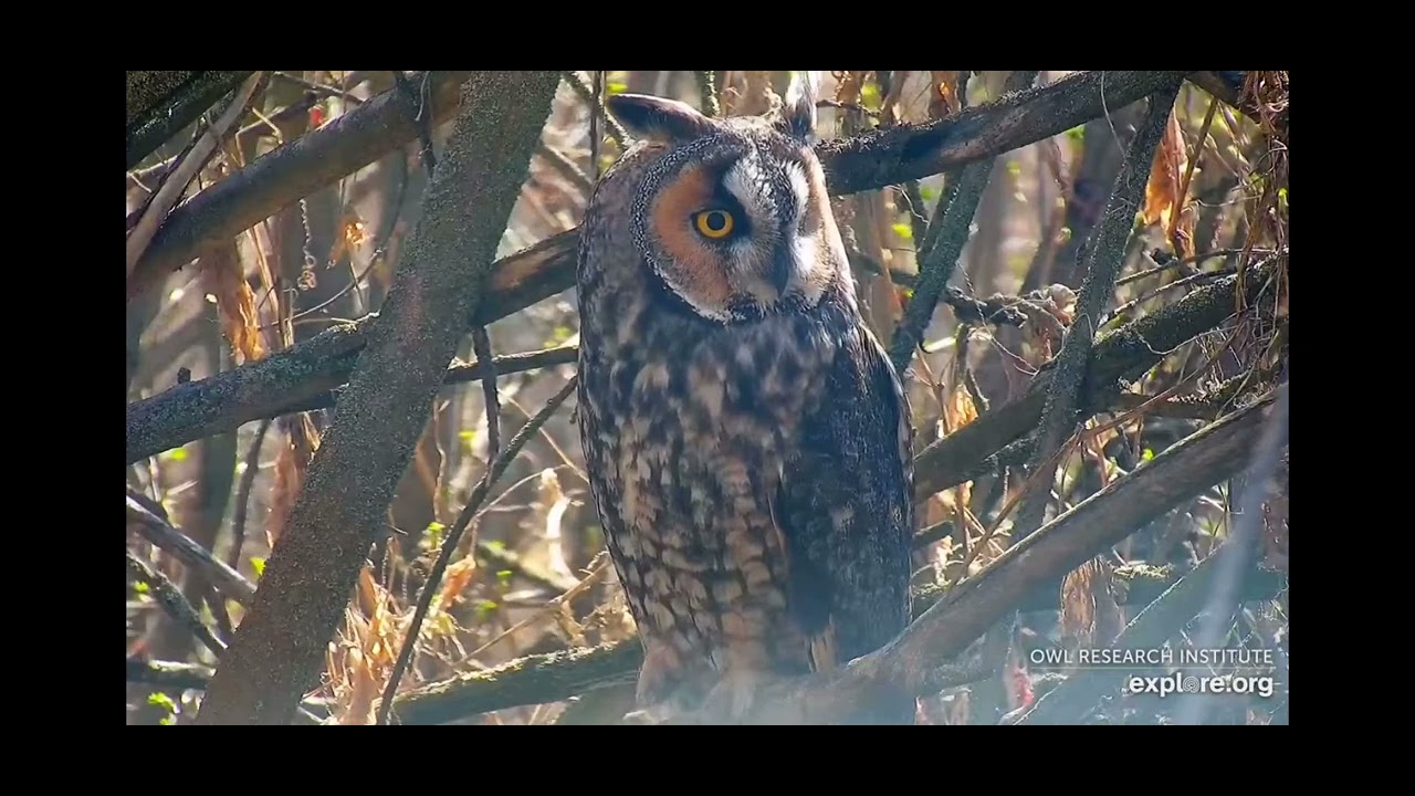 Long-Eared Owl Nest Winter Roost 4/28/2023 explore.org - YouTube