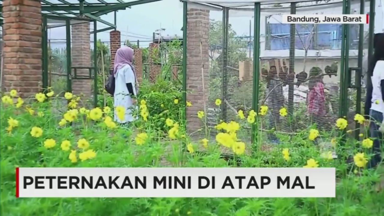 Peternakan Mini di Atap Mal - YouTube