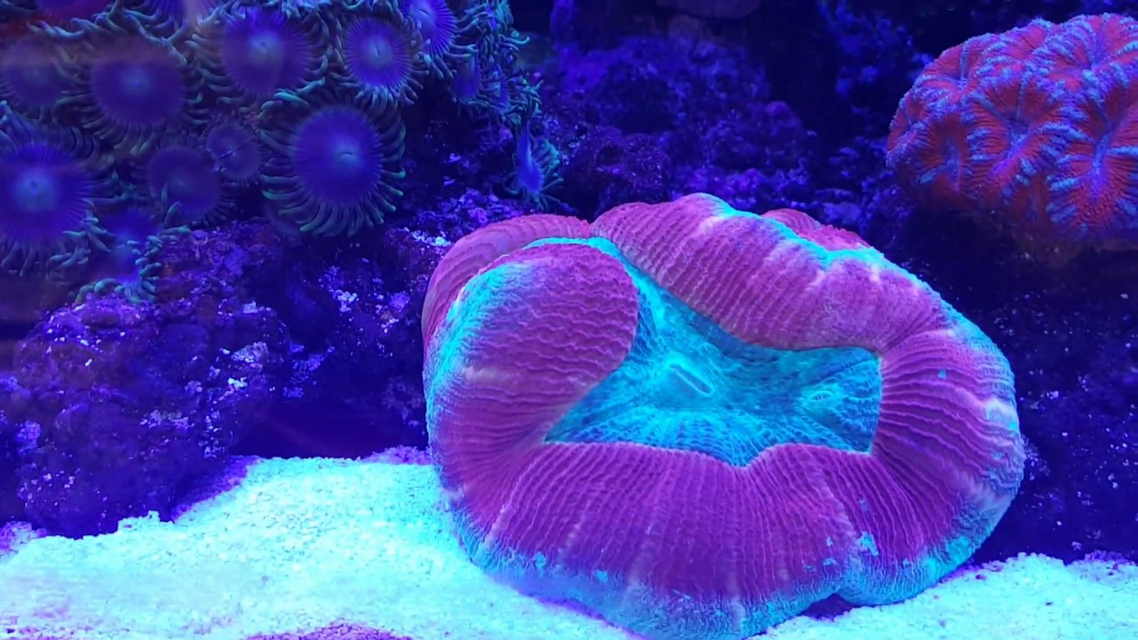 Maintain high pH in Reef Aquarium - YouTube