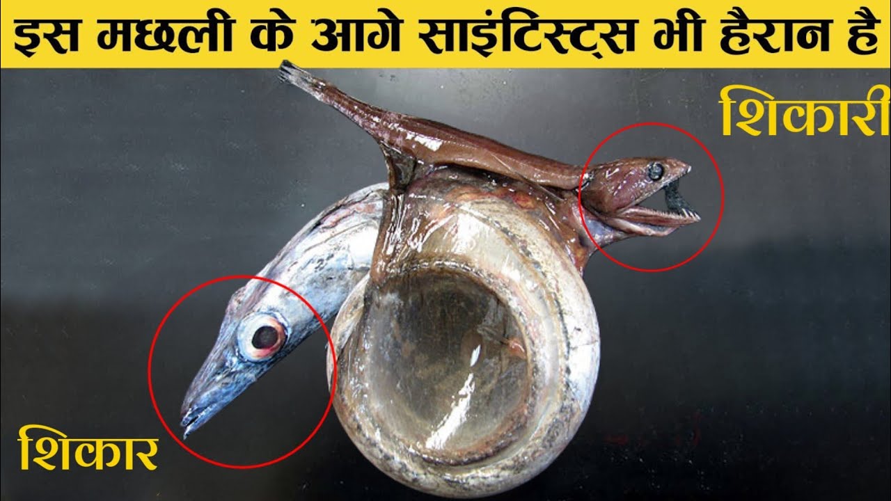 ये जिंदा रहने के लिए कुछ भी खा सकते है | Animals Evolve To Eat Anything ...